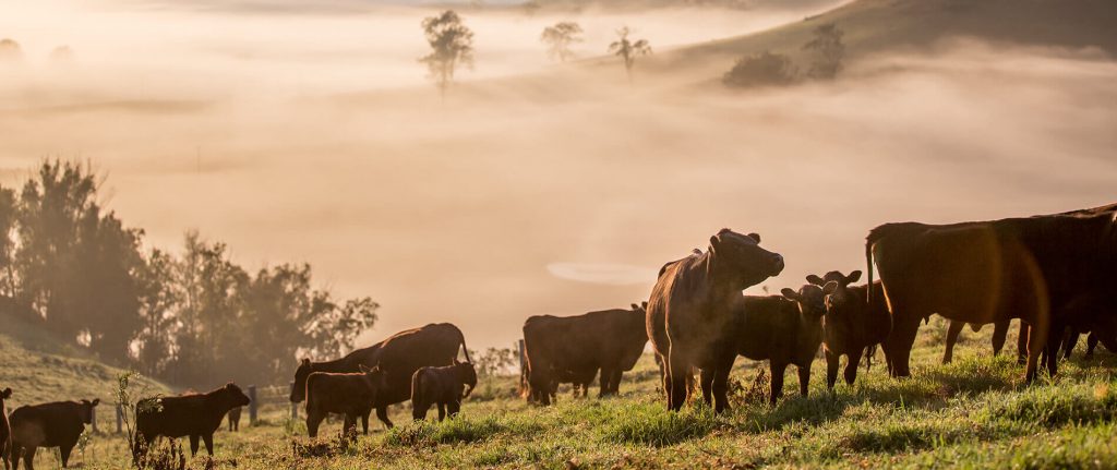 About - Angus Australia