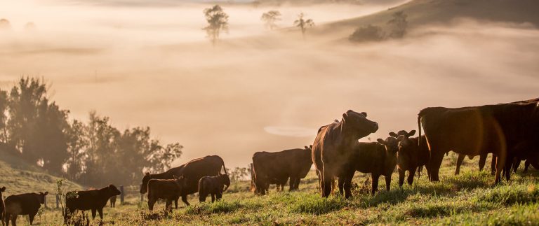 About - Angus Australia