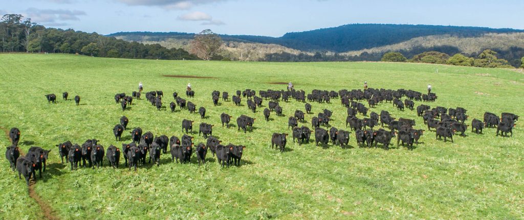 About - Angus Australia