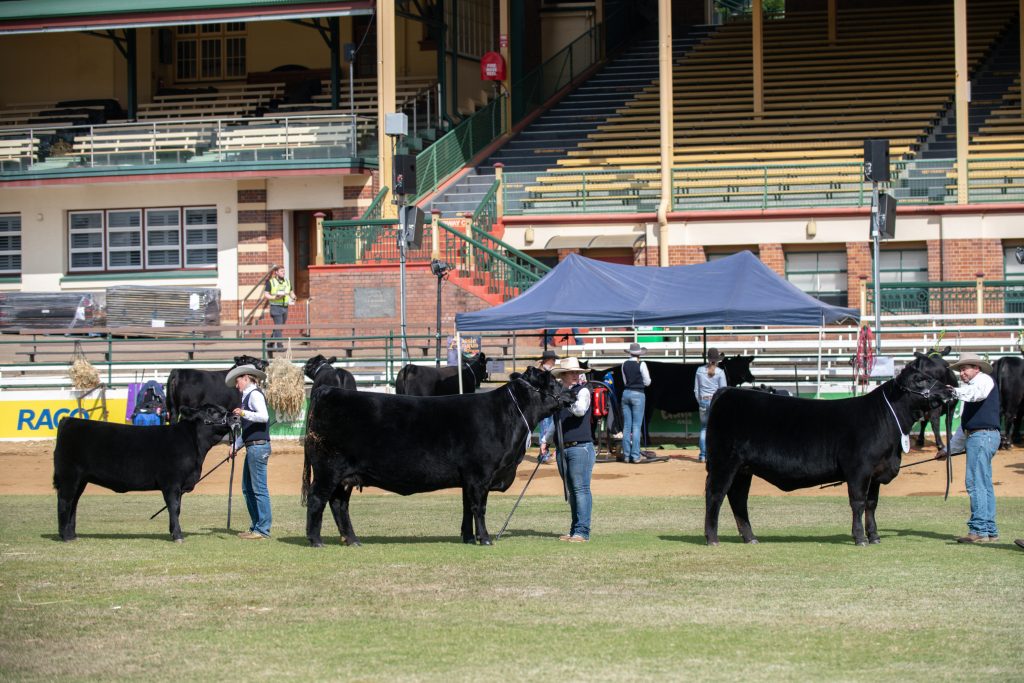 Angus judging returns to EKKA - Angus Australia