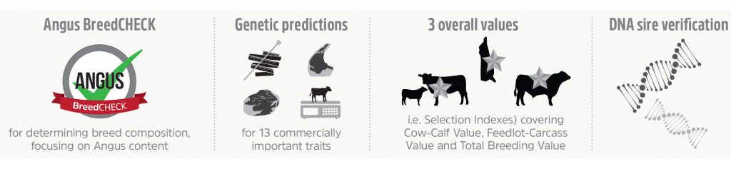 Angus HeiferSELECT - Generation 2 Hits the Industry - Angus Australia