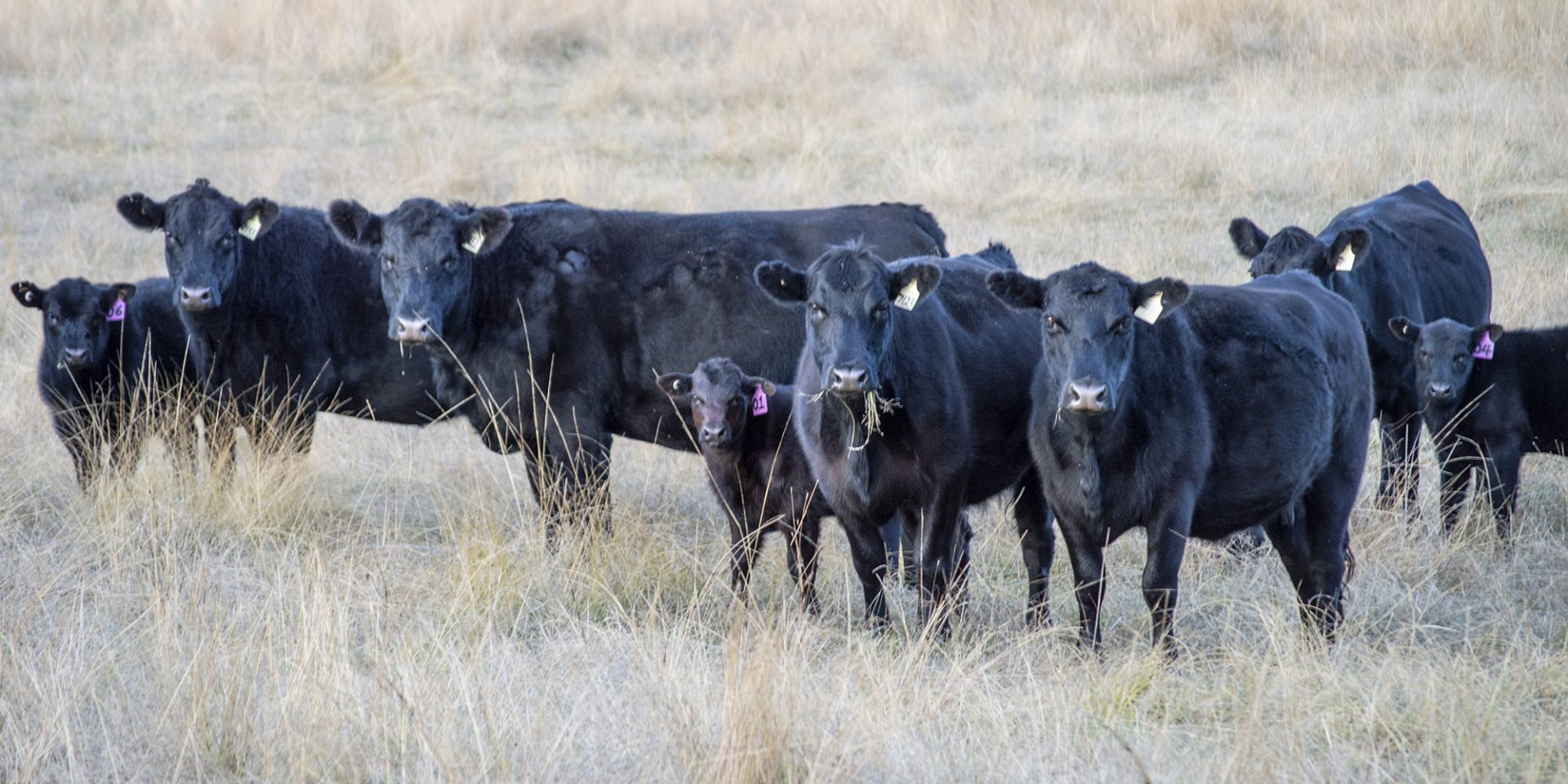 Angus BreedCHECK - Angus Australia