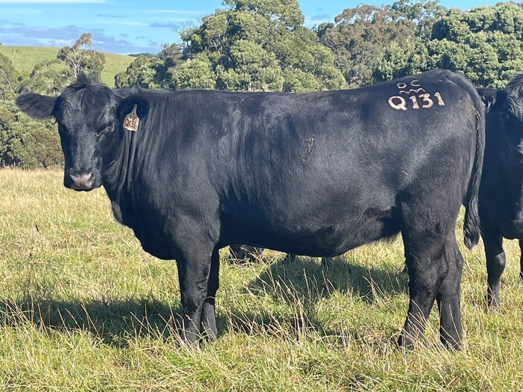 Emphasising reproduction on the Tassie Coast - Angus Australia
