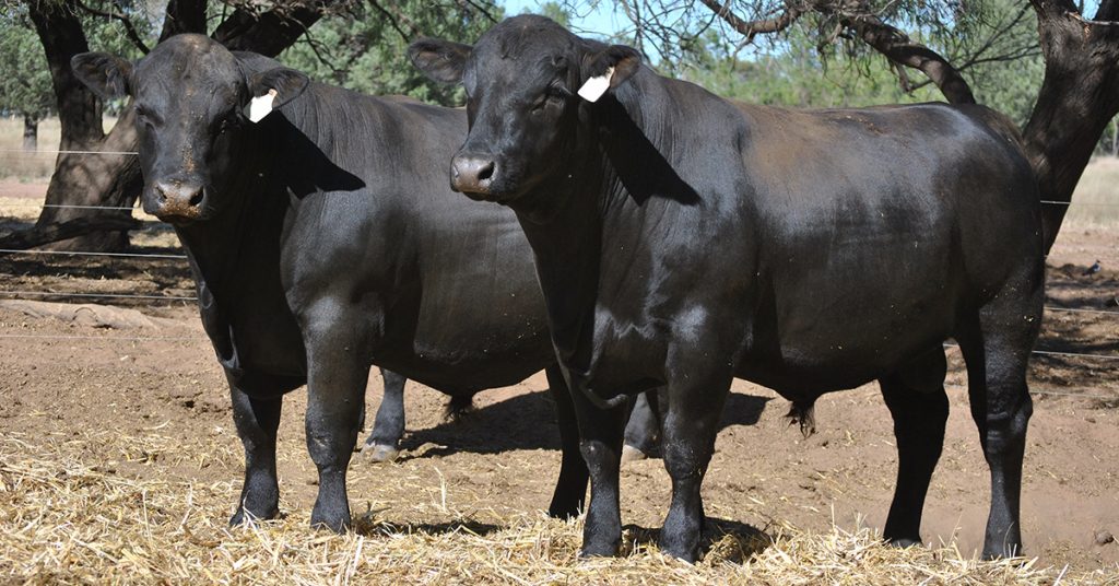 2023 Stock & Land Beef Week - Angus Australia