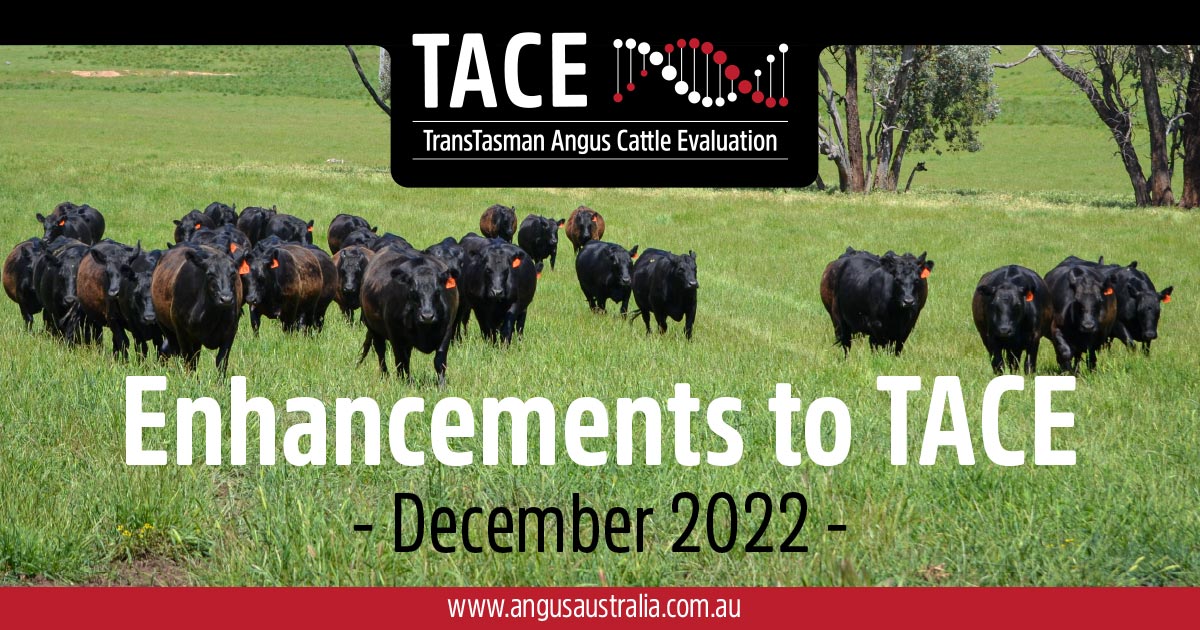 Enhancements to TACE - Angus Australia