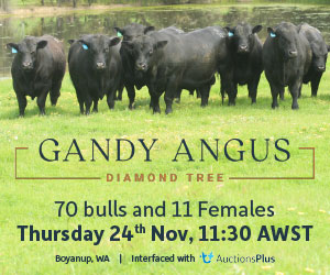 Why Angus? - Angus Australia