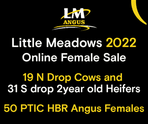 Verified Black Angus Beef BBQ Teams - Angus Australia