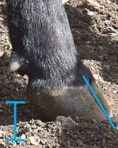 Foot Angle - Angus Australia