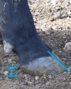 Foot Angle - Angus Australia