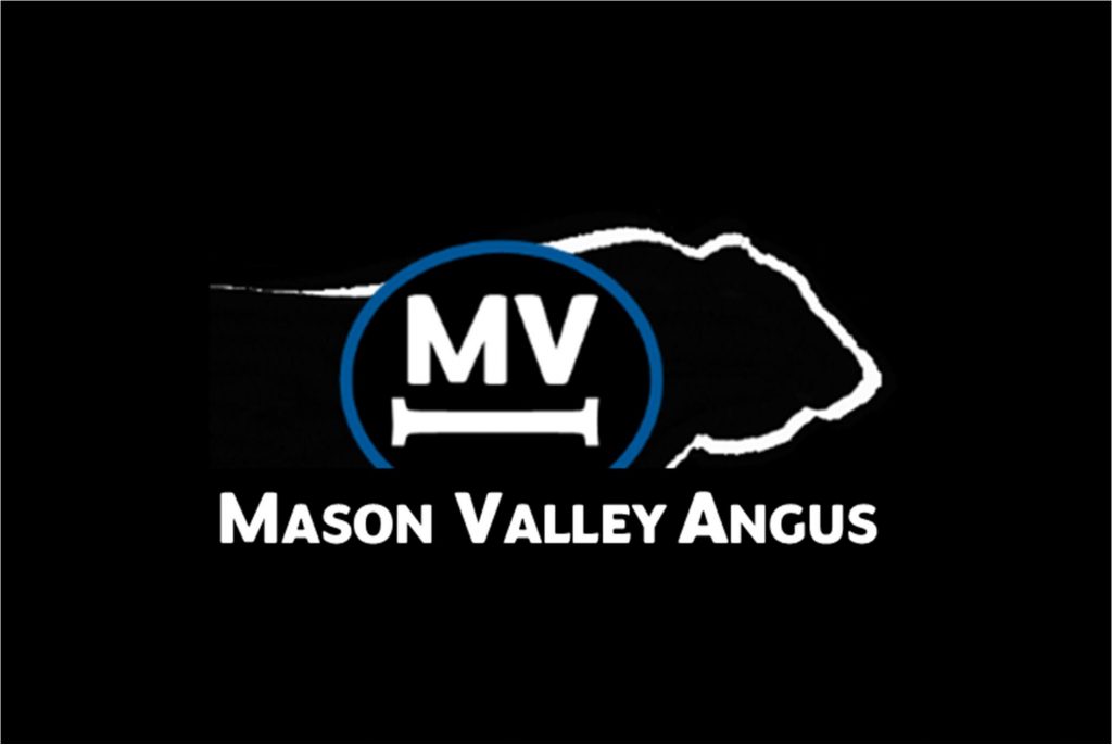 Mason Valley Angus 2023 Sale - Angus Australia