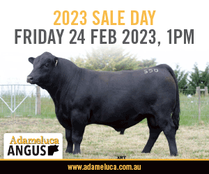 Angus Australia - Angus Australia