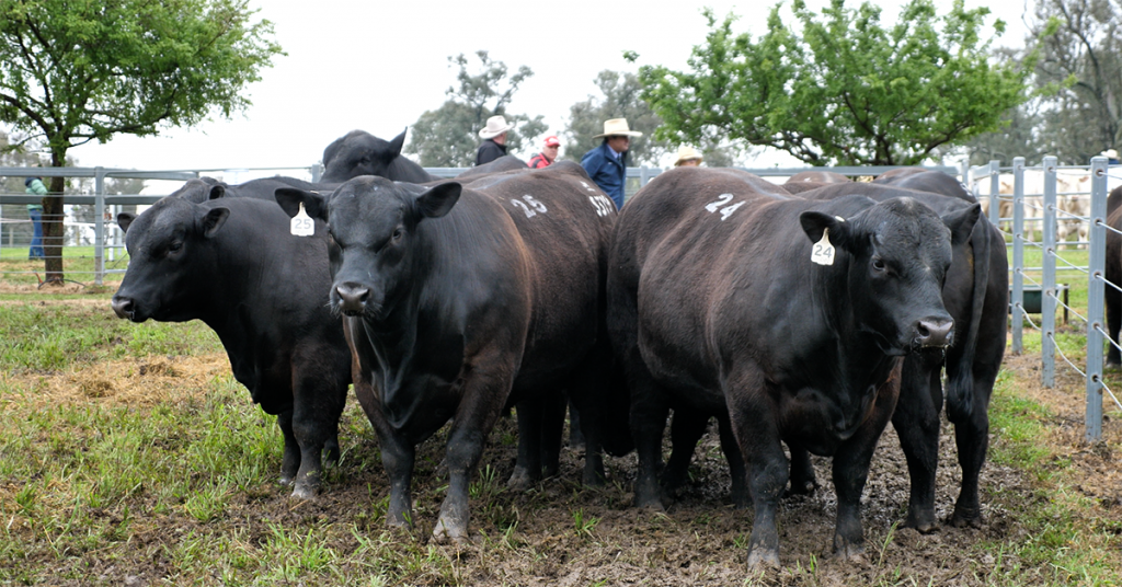 Start Planning NOW! - Angus Australia