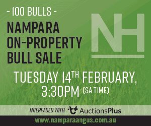 Understanding Angus Selection Indexes - Angus Australia