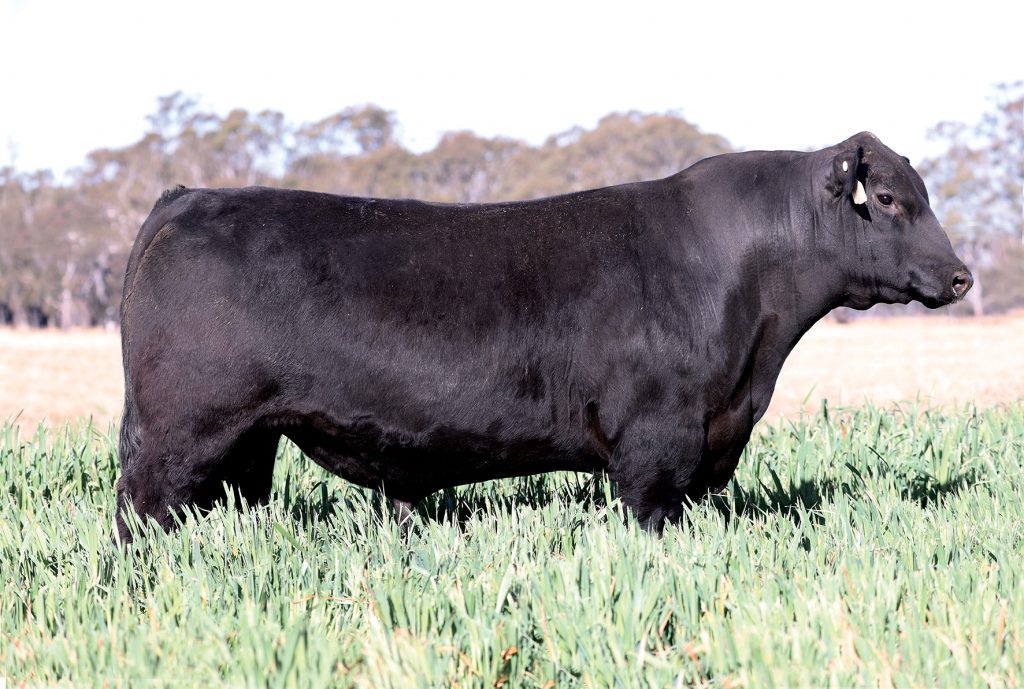 2022 Sale Season - CHA-CHING! - Angus Australia
