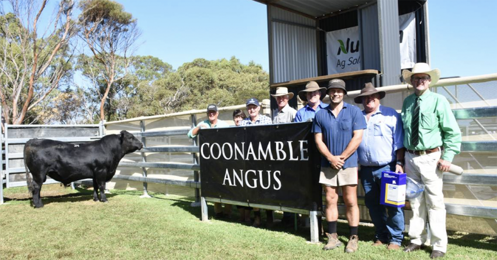 2022 Sale Season - CHA-CHING! - Angus Australia