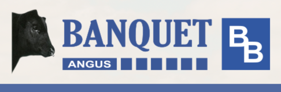 Banquet Angus 2023 Sale - Angus Australia