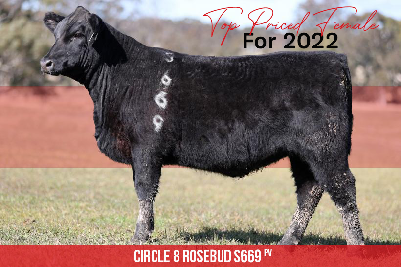 Sale Statistics & Record Prices - Angus Australia