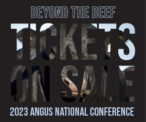 Roundup - Angus Australia