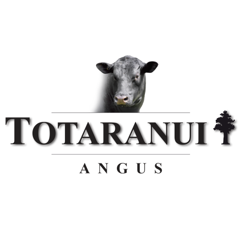 Totaranui Stud Two Year Bull Sale 2023 - Angus Australia