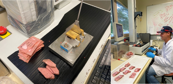 Shear Force - Angus Australia