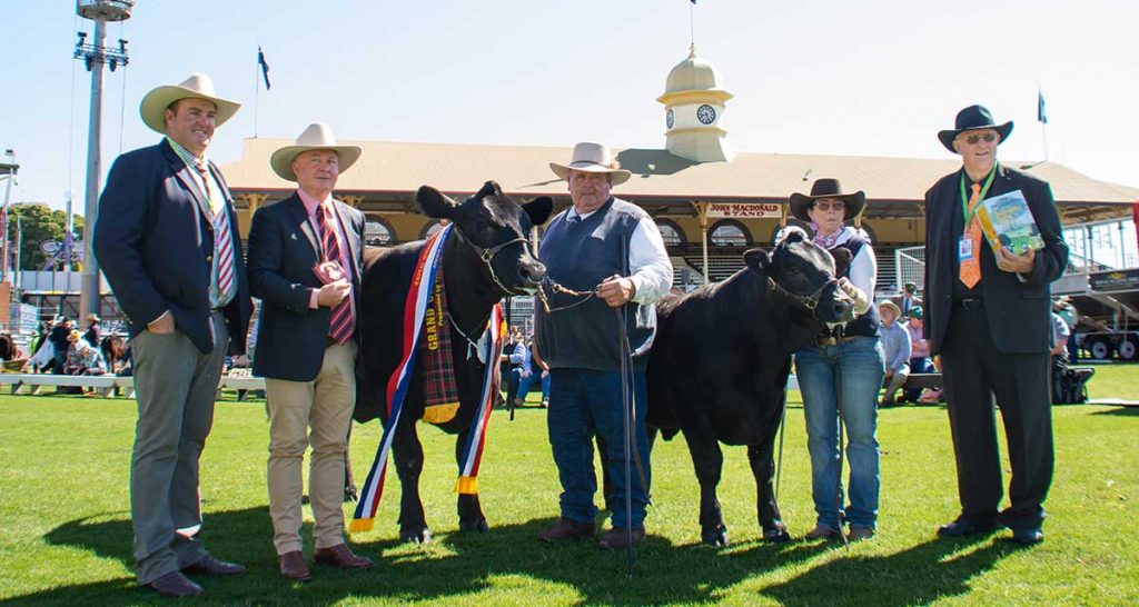 Angus results from EKKA - Angus Australia