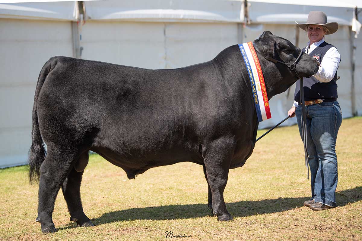 Angus clean sweep in Adelaide - Angus Australia