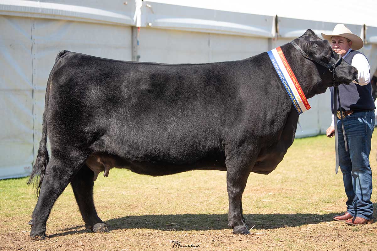 Angus clean sweep in Adelaide - Angus Australia
