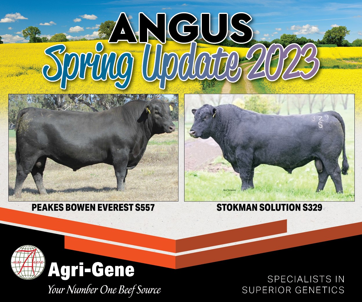 Angus Australia - Angus Australia