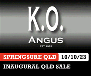 Leg Angle - Angus Australia