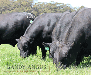 Angus ONLINE: Ordering, Submitting and Tracking DNA - Angus Australia