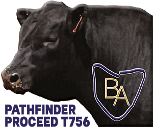 Using angus.tech software - Angus Australia