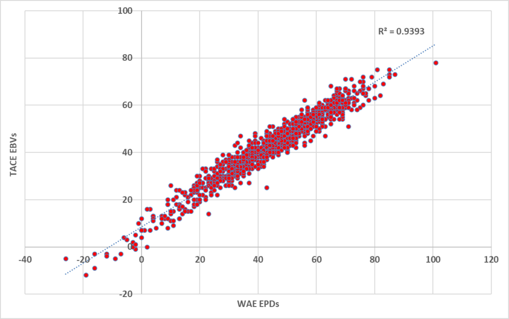 Will sires rank the same comparing their WAE EPDs to TACE EBVs? - Angus ...