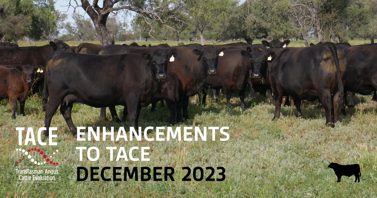 Enhancements TACE 2023 - Angus Australia