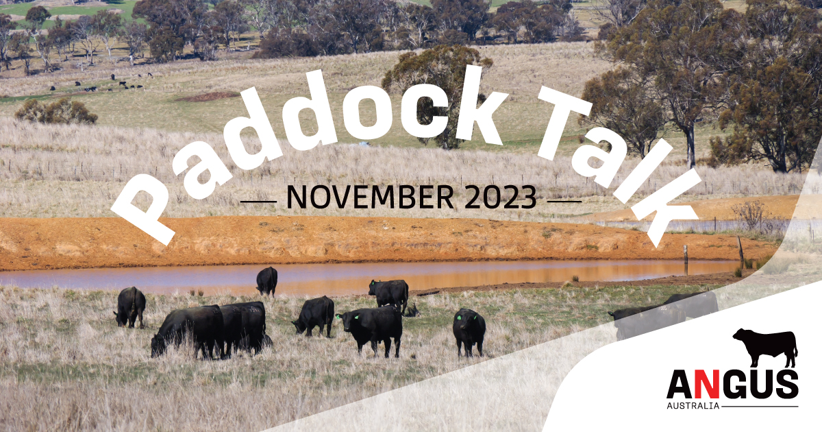 Paddock Talk – November 2023 - Angus Australia