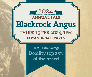 2023 Clifton Show – Angus Feature - Angus Australia