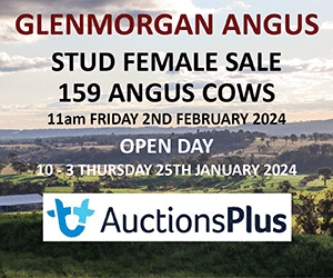 What’s next for the WAE? - Angus Australia