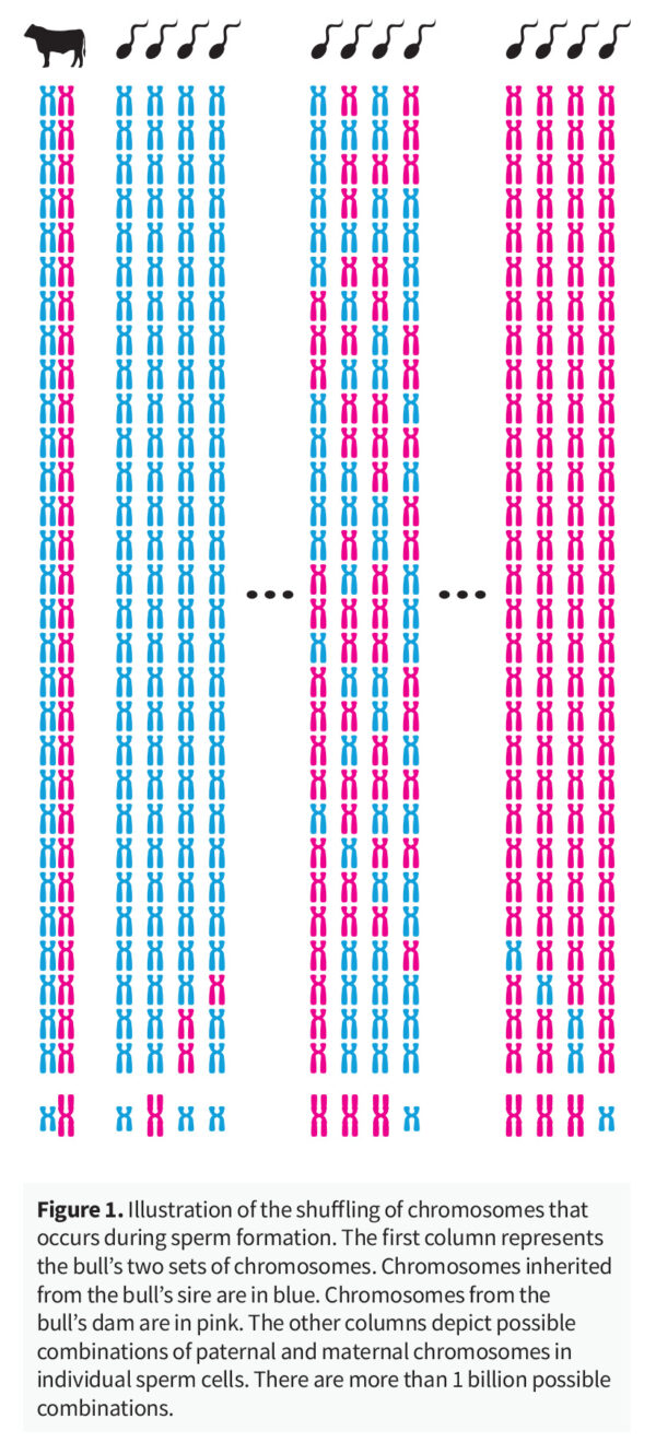 Talking Genomics - Understanding The Random Shuffle of Genes - Angus Australia