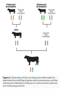 Talking Genomics - Understanding The Random Shuffle of Genes - Angus Australia