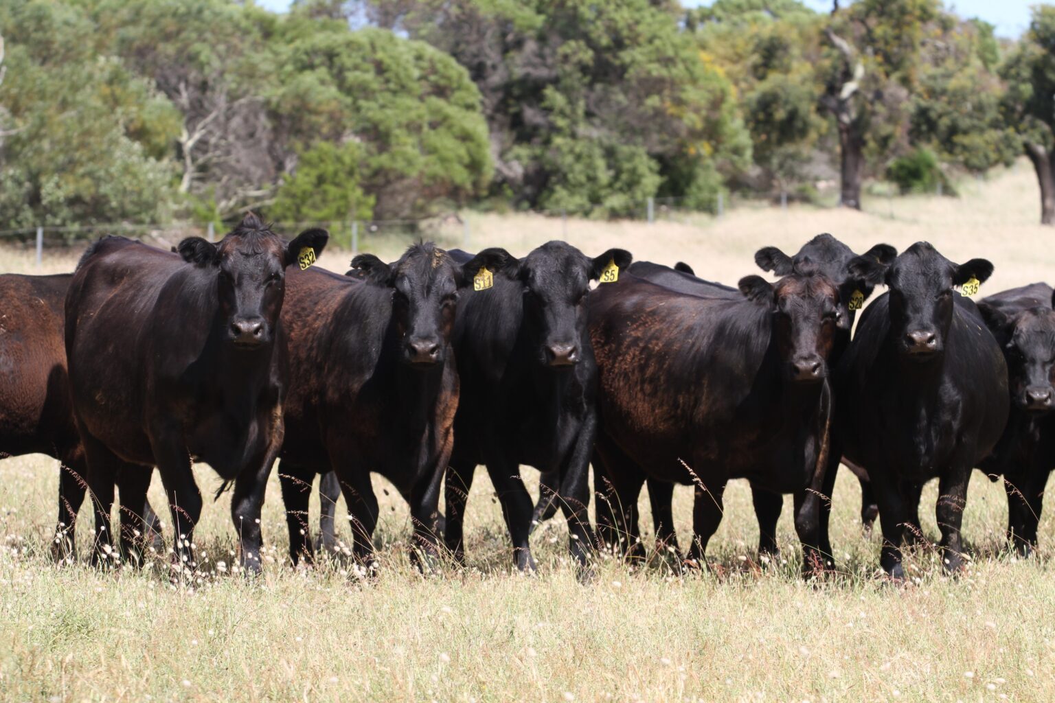Breeding the best at Esperance - Angus Australia