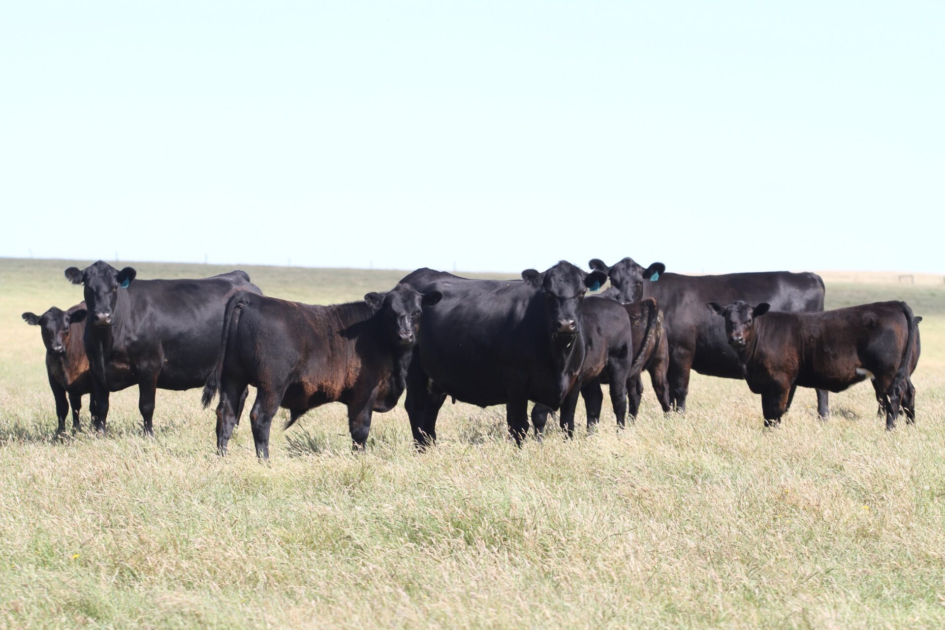 Breeding the best at Esperance - Angus Australia