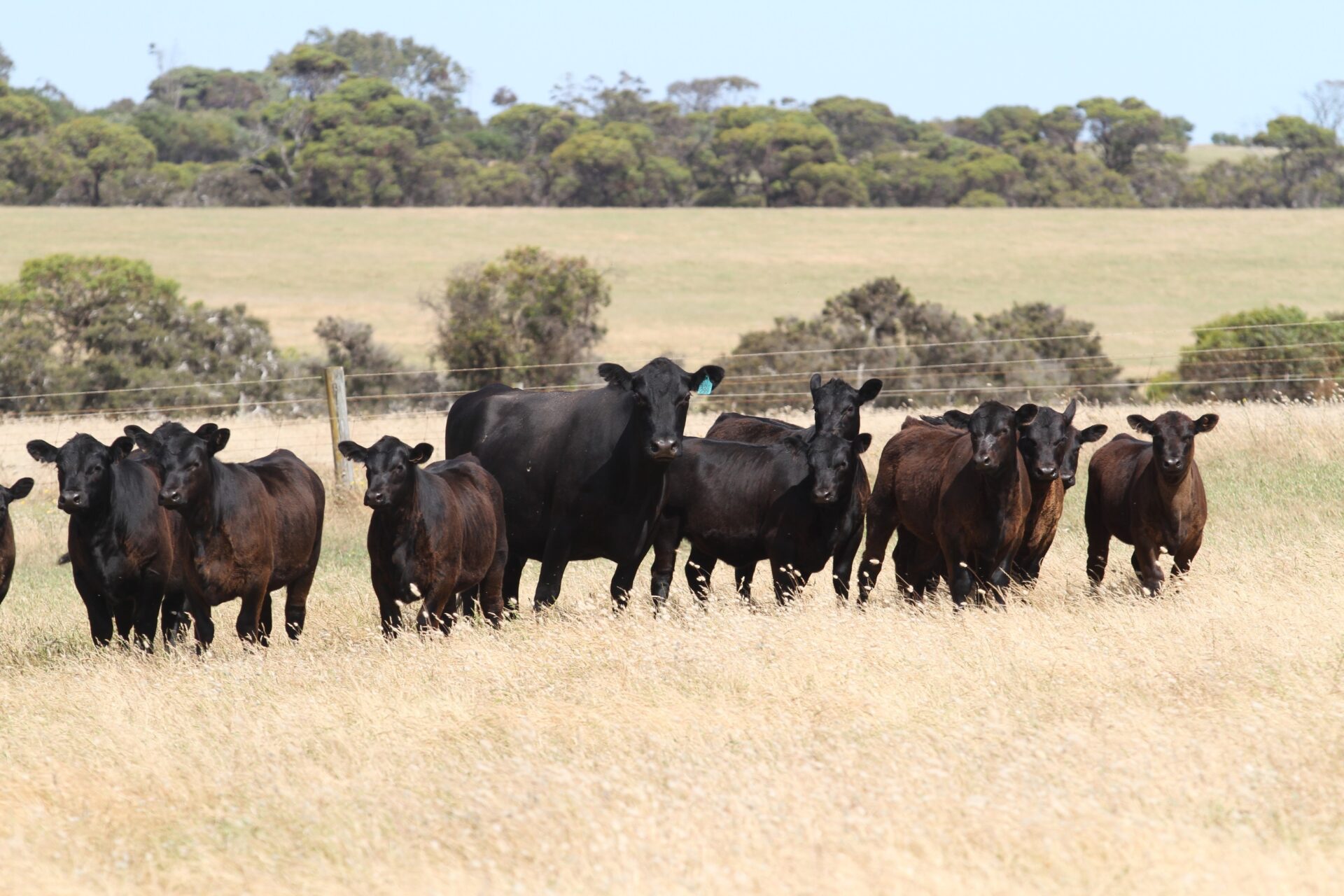 Breeding the best at Esperance - Angus Australia