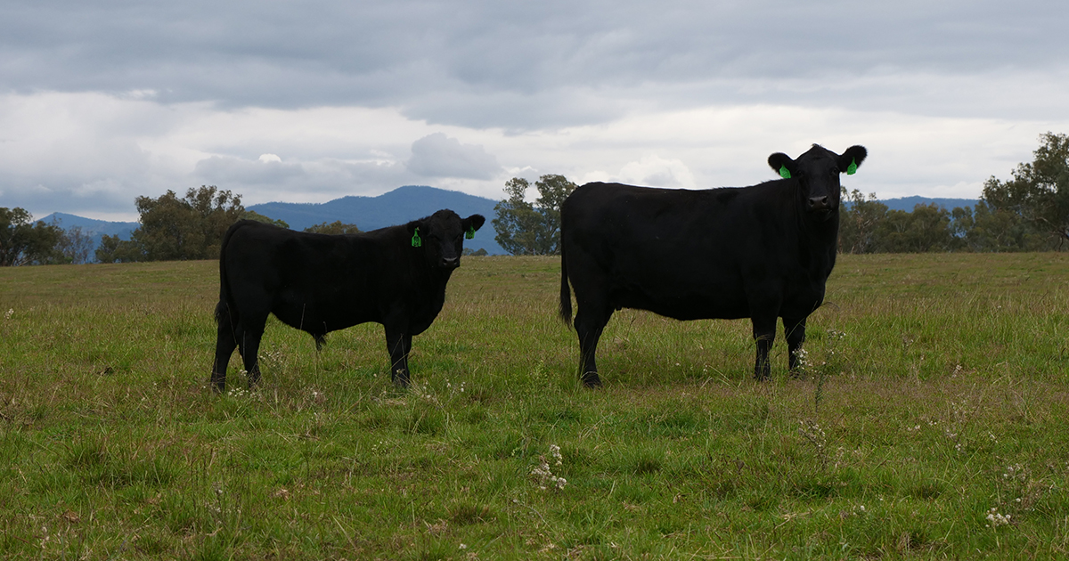 Talking Genomics - Understanding The Random Shuffle of Genes - Angus ...