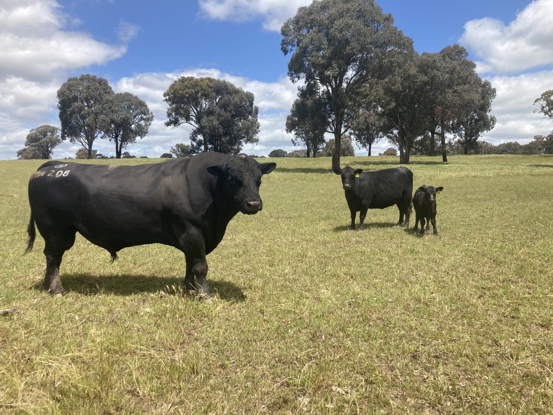 Skinner sees much potential in Angus - Angus Australia