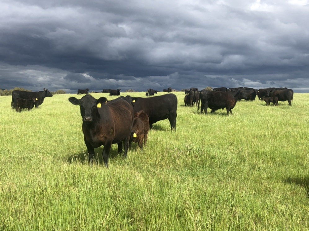 Skinner sees much potential in Angus - Angus Australia