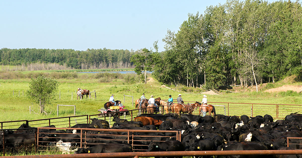 Snapshot of the Canadian Beef Industry - Angus Australia
