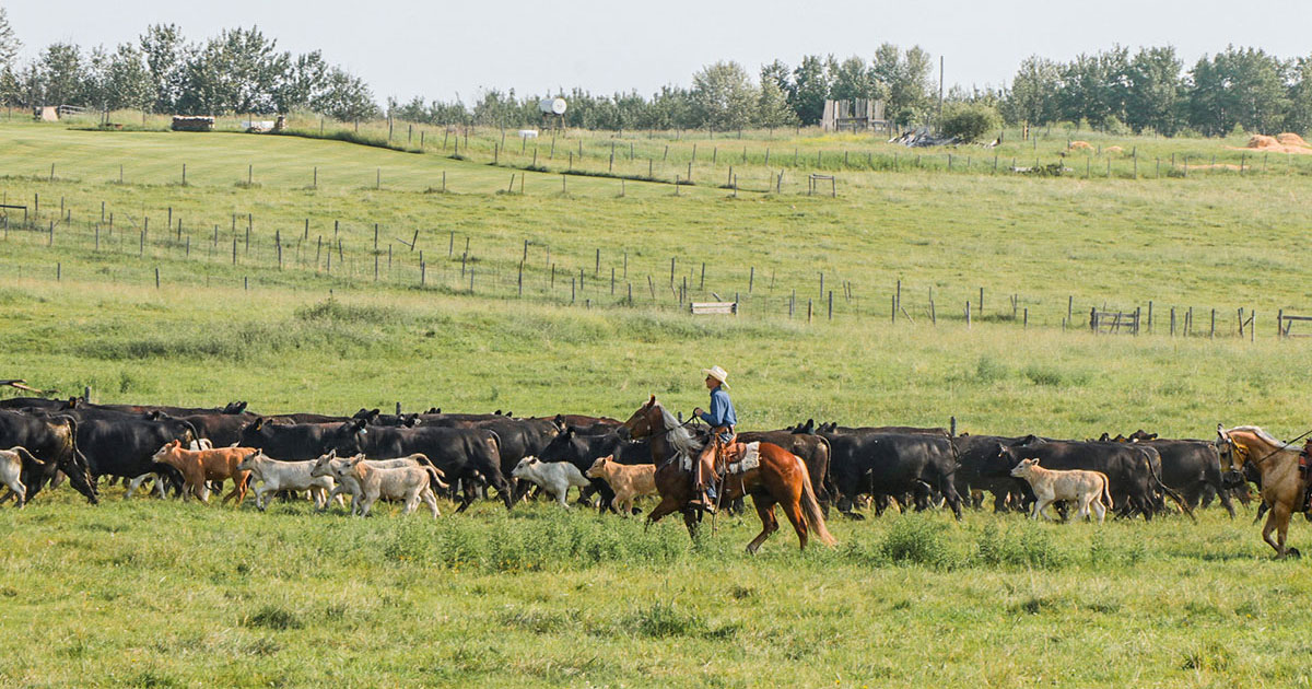 Snapshot of the Canadian Beef Industry - Angus Australia