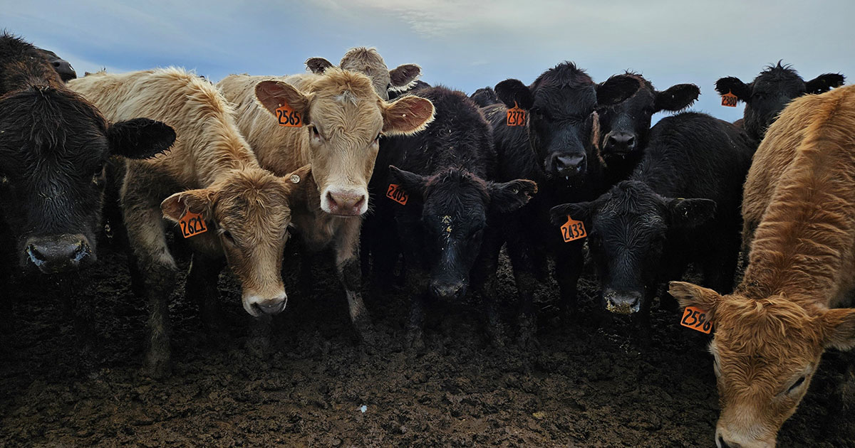 Snapshot of the Canadian Beef Industry - Angus Australia