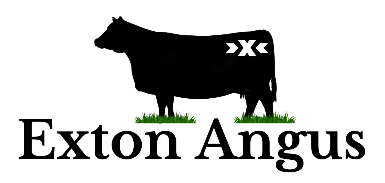 Exton Angus 2026 Bull Sale - Angus Australia