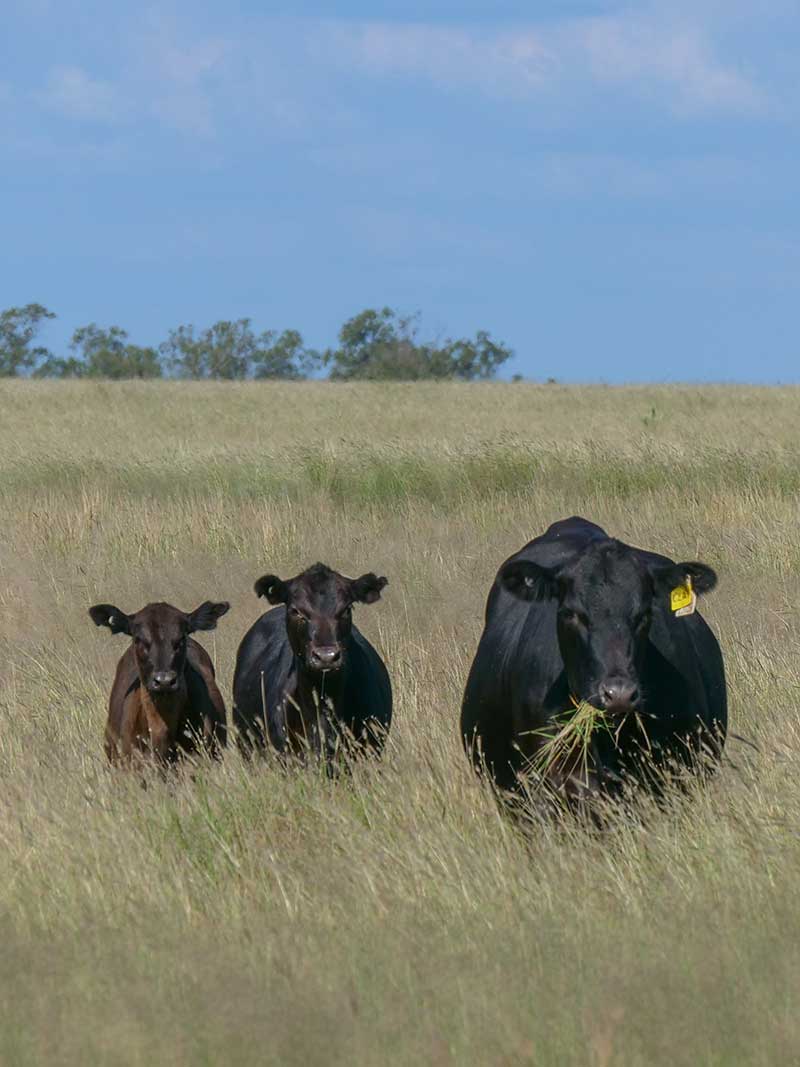 Fertile and functional breeders for the environment - Angus Australia