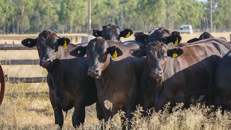Fertile and functional breeders for the environment - Angus Australia